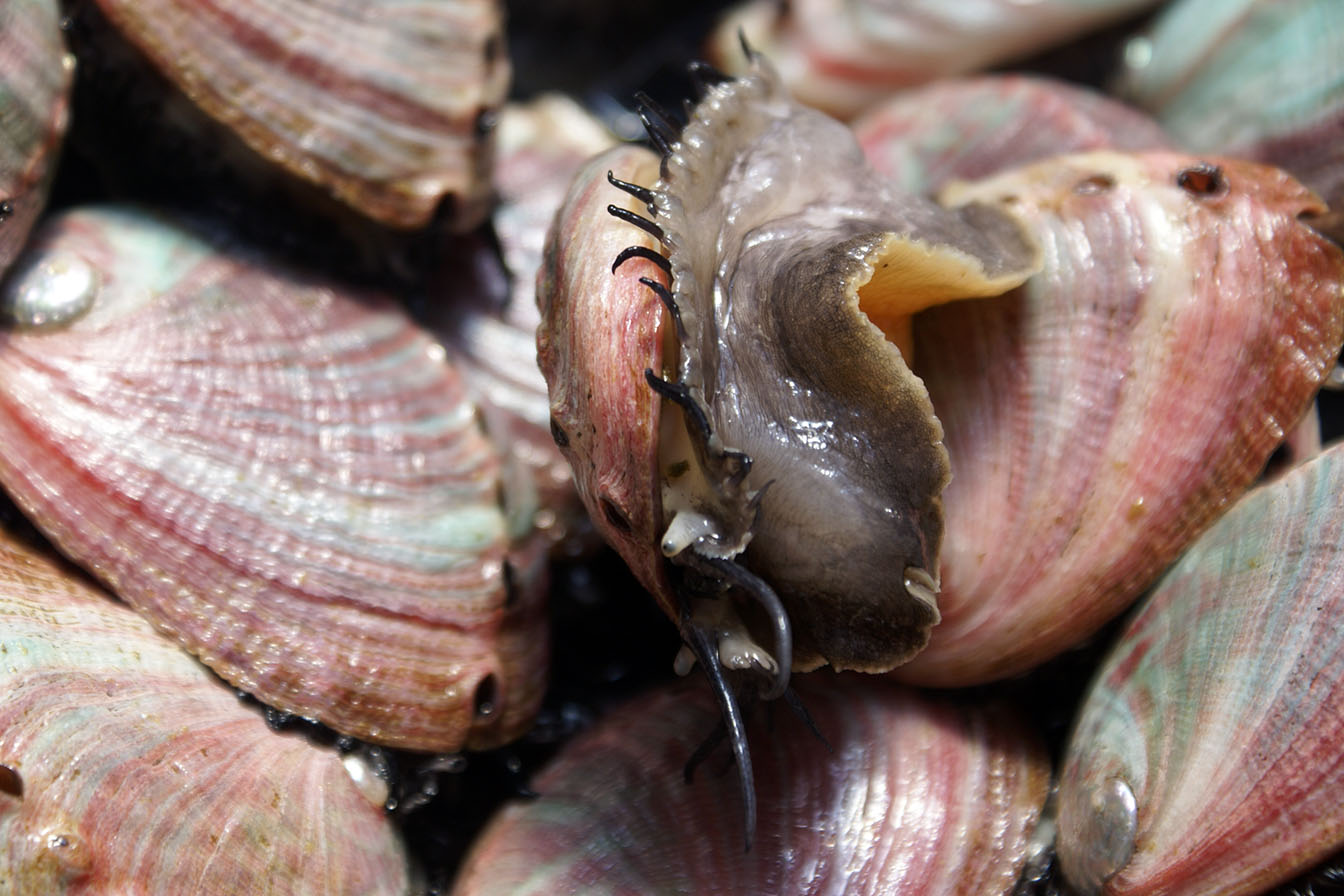 CHILEAN FARMED ABALONE PRODUCTS (VISCERAS, ENTRAILS, GUTS, INTESTINE)