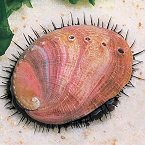 CHILEAN FARMED ABALONE PRODUCTS (VISCERAS, ENTRAILS, GUTS, INTESTINE)